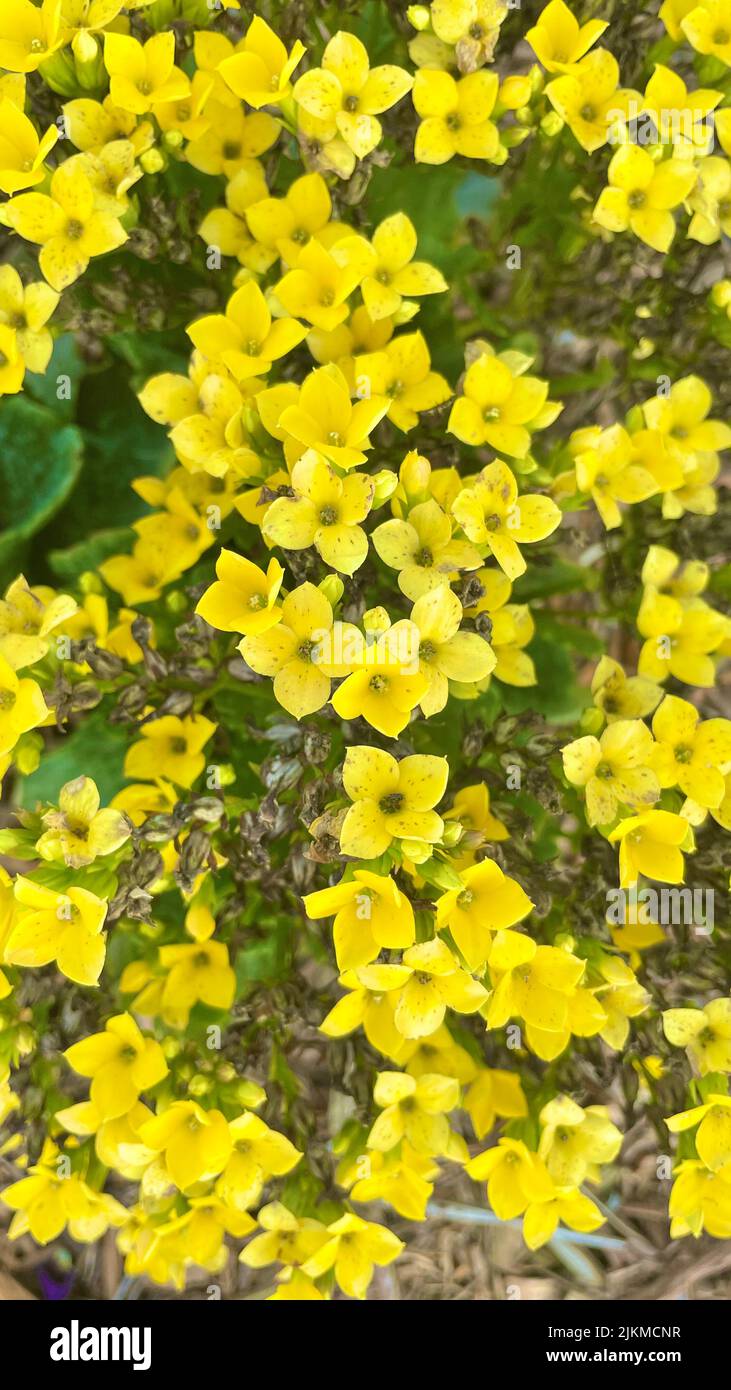 Genista lydia hi-res stock photography and images - Alamy