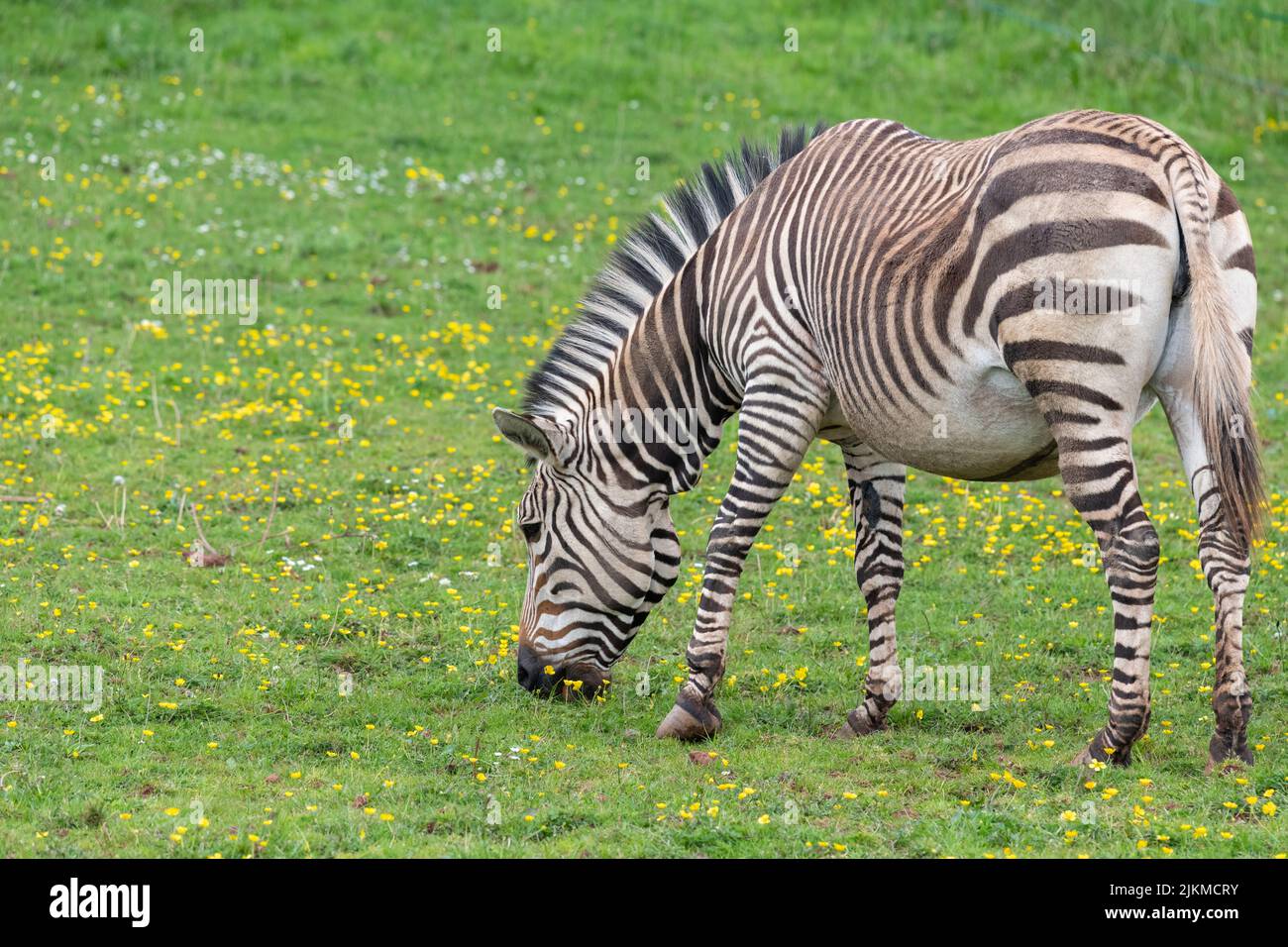Portrait of a Hartmanns mountain zebra (equus hartmannae) grazing in a ...