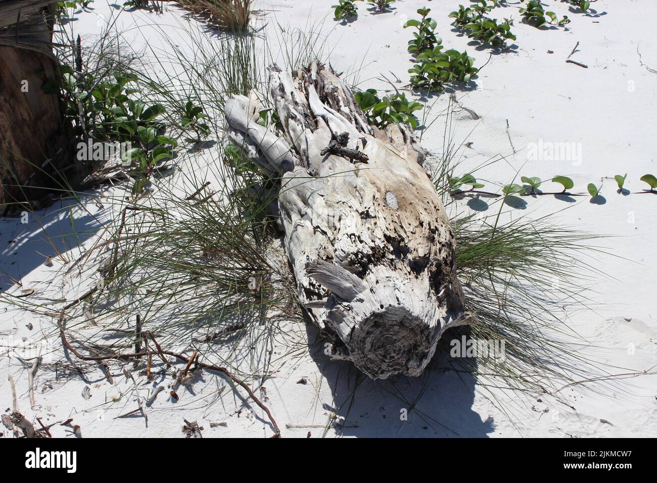 Stump sand hi-res stock photography and images - Alamy
