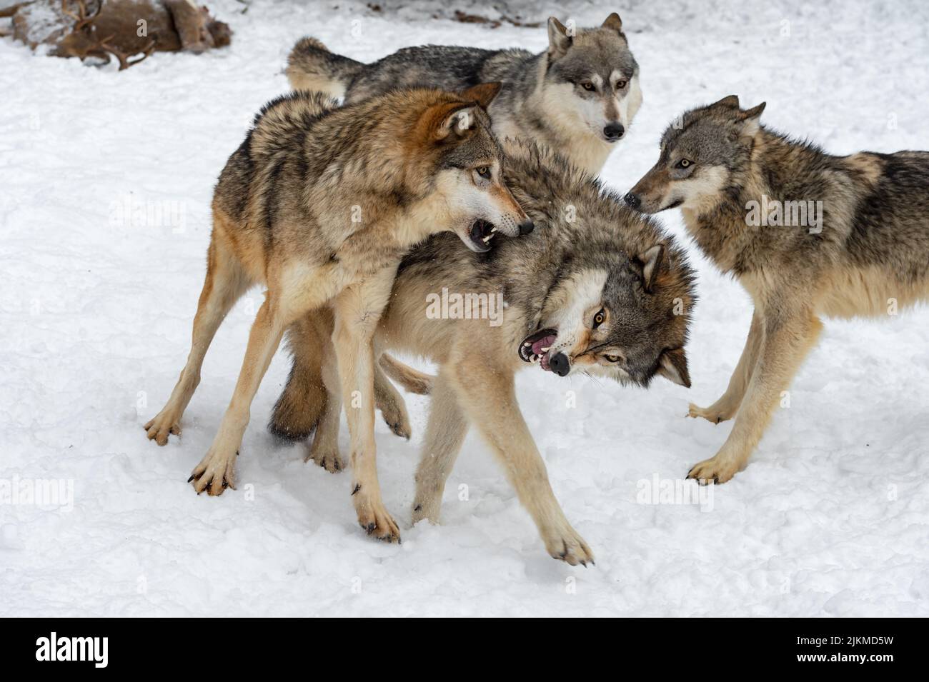 Grey Wolves (Canis lupus) Snap and Snarl at Each Other Winter - captive ...