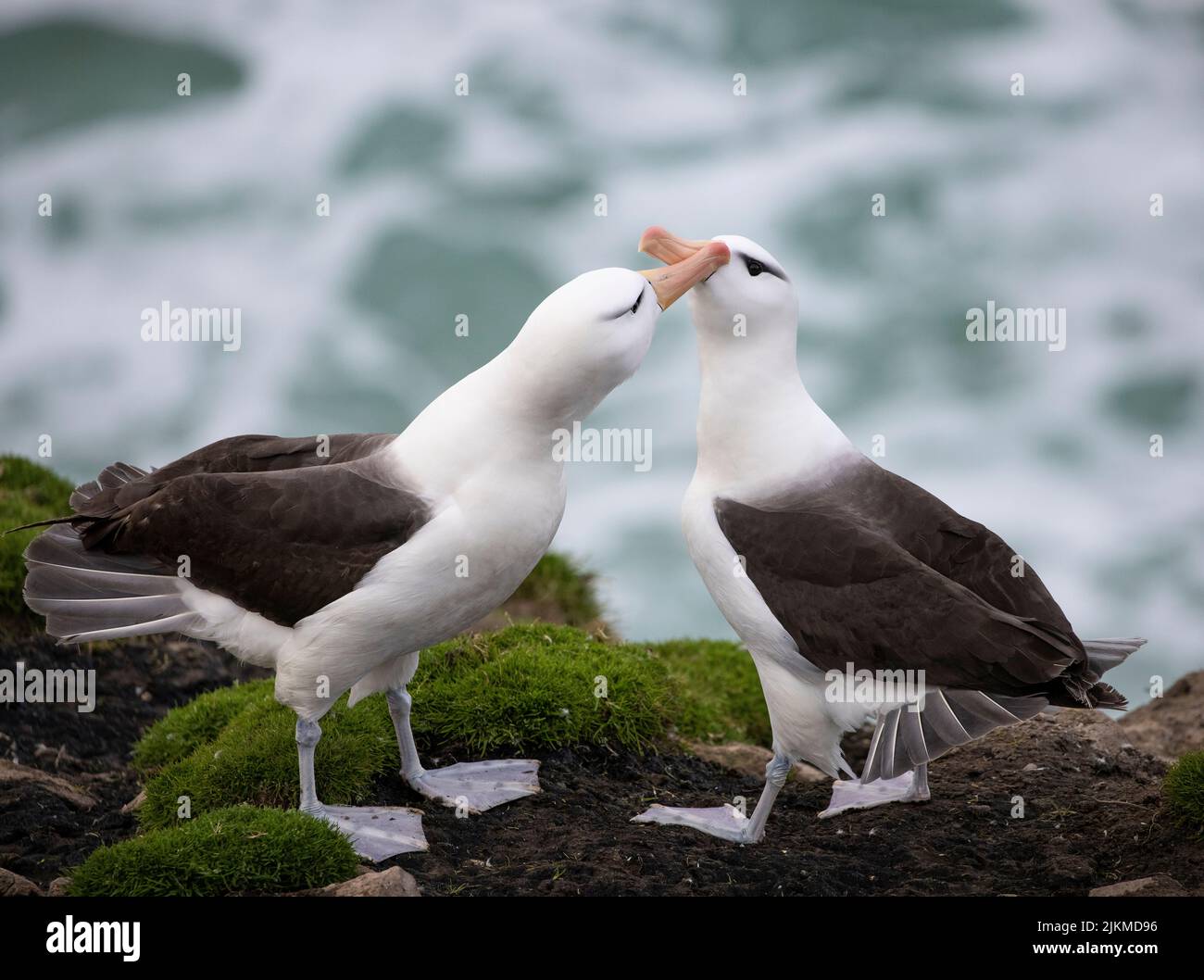 Over 70% of the global population of the the black-browed albatross ...