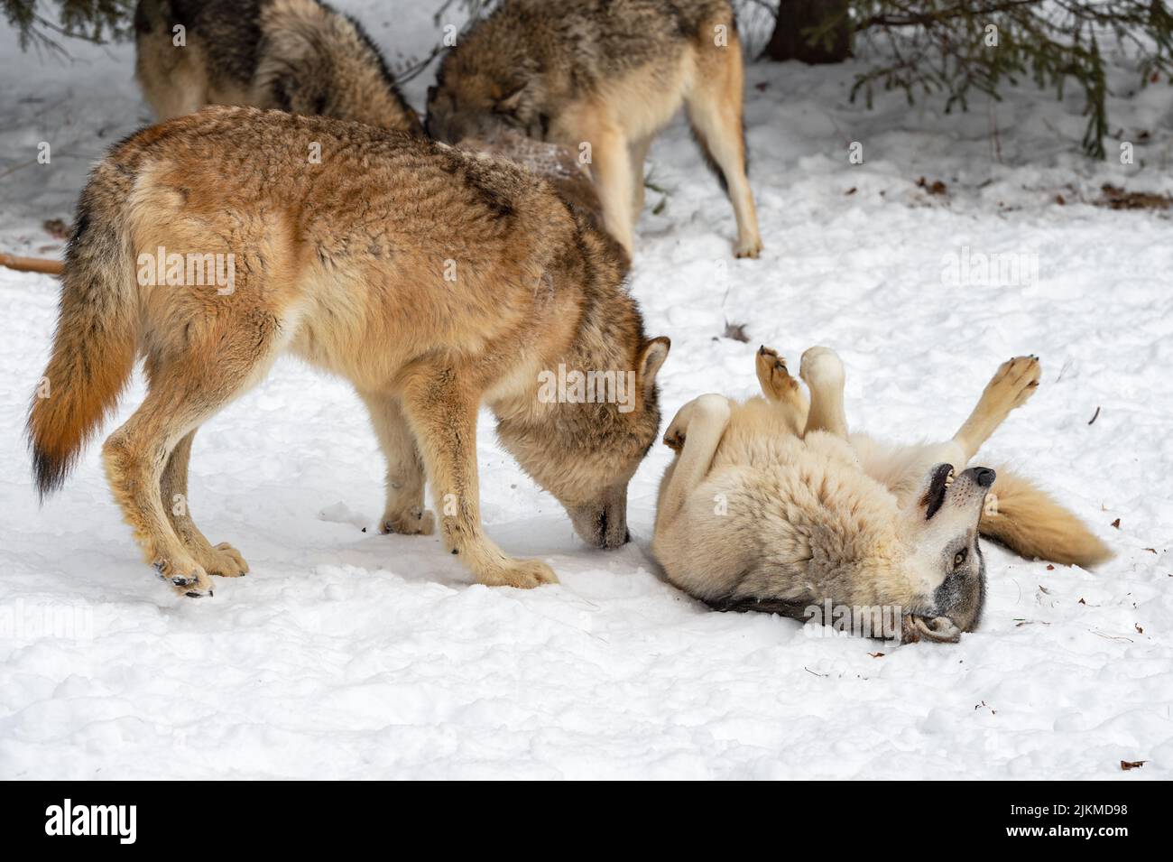 Grey Wolf (Canis lupus) Rolls in Snow While Others Sniff Winter ...