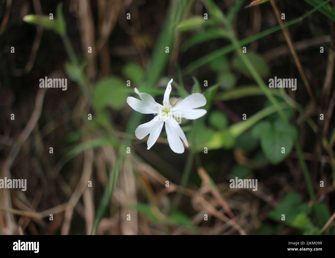 Plant freshness fragile floral nature hi-res stock photography and ...