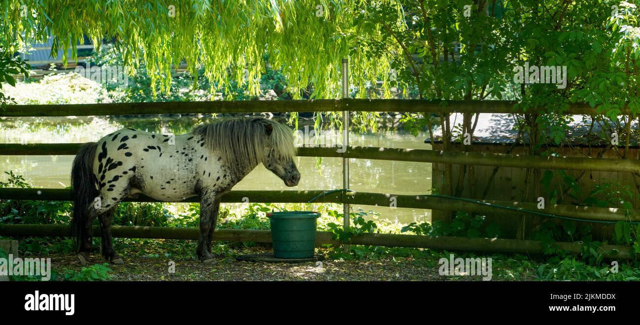 Pony in country park hi-res stock photography and images - Alamy