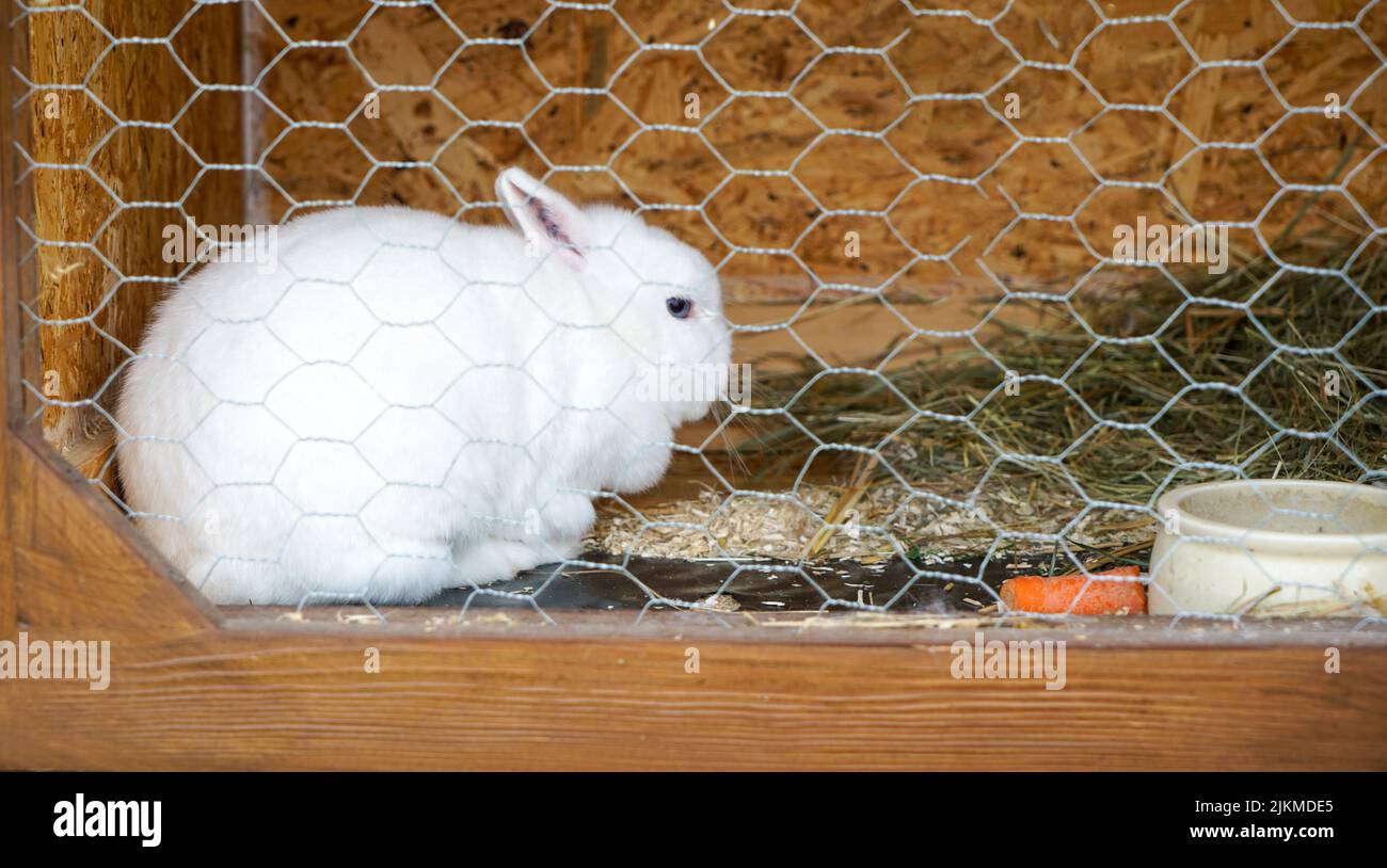 Cage with rabbit hi-res stock photography and images - Alamy