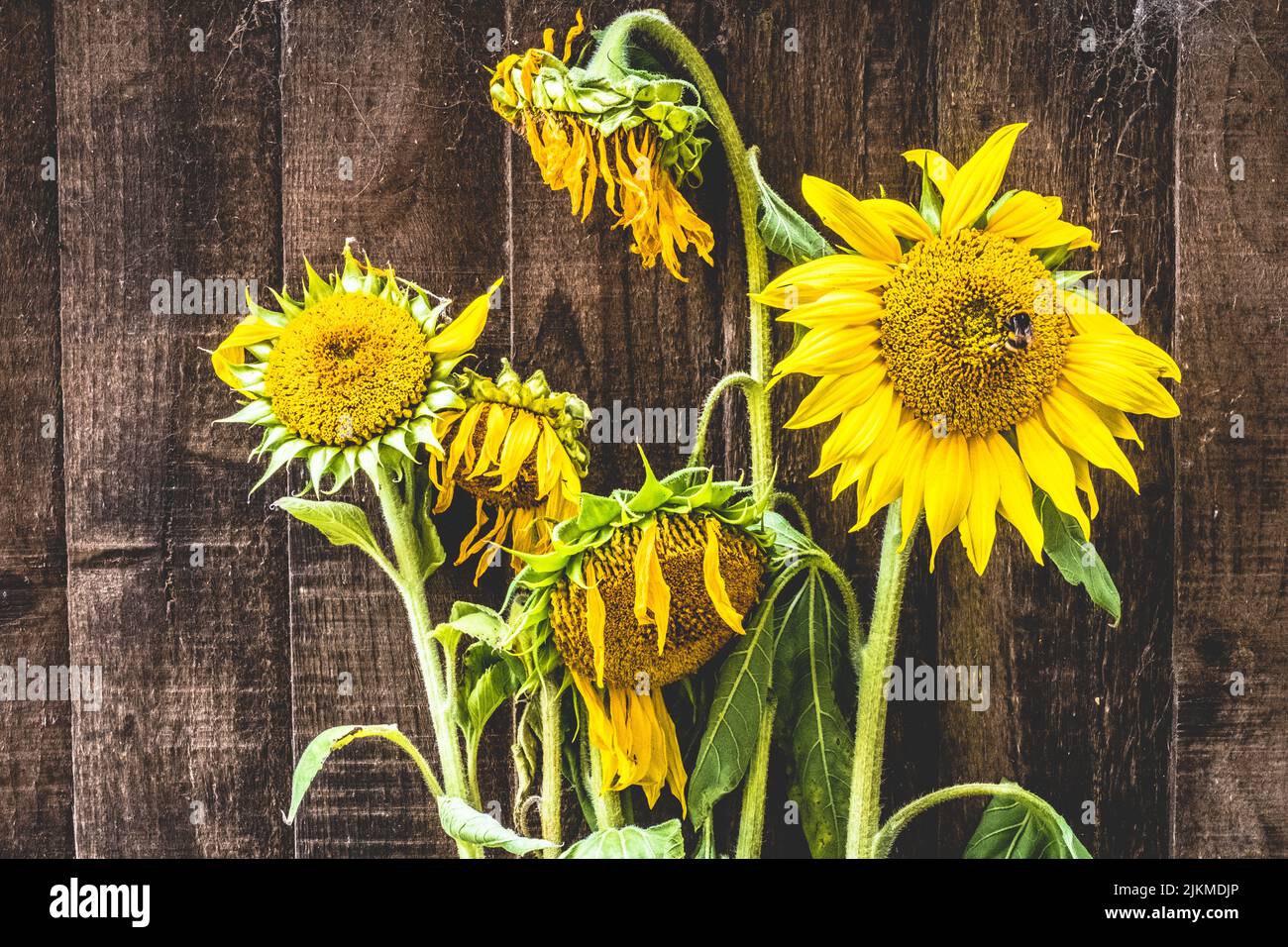 An arrangement of sunflowers in various state of decay against a wooden ...