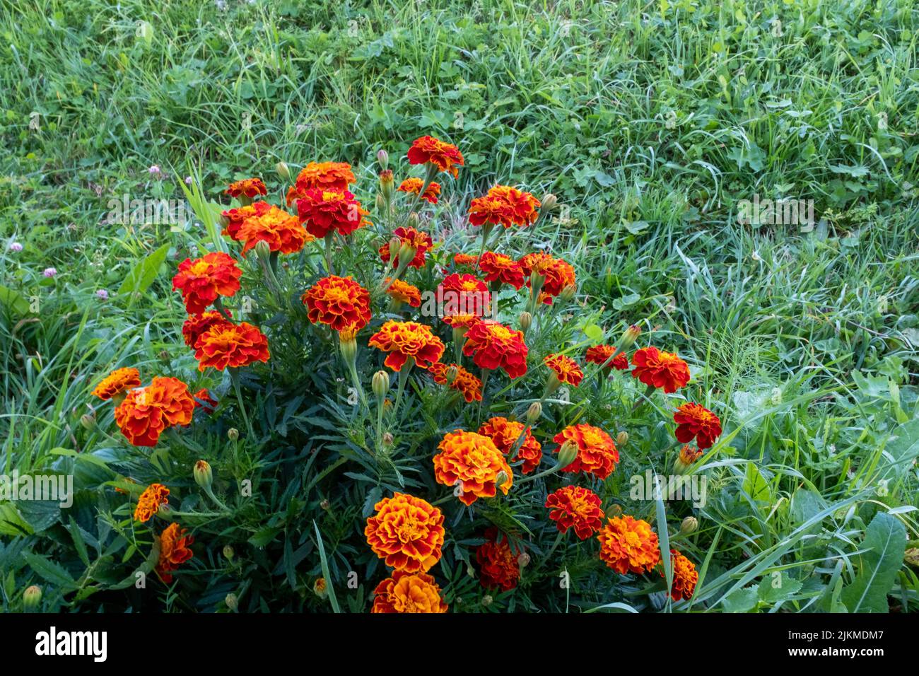 Orange tagetes flowers bush, close-up. Grass background with bright ...