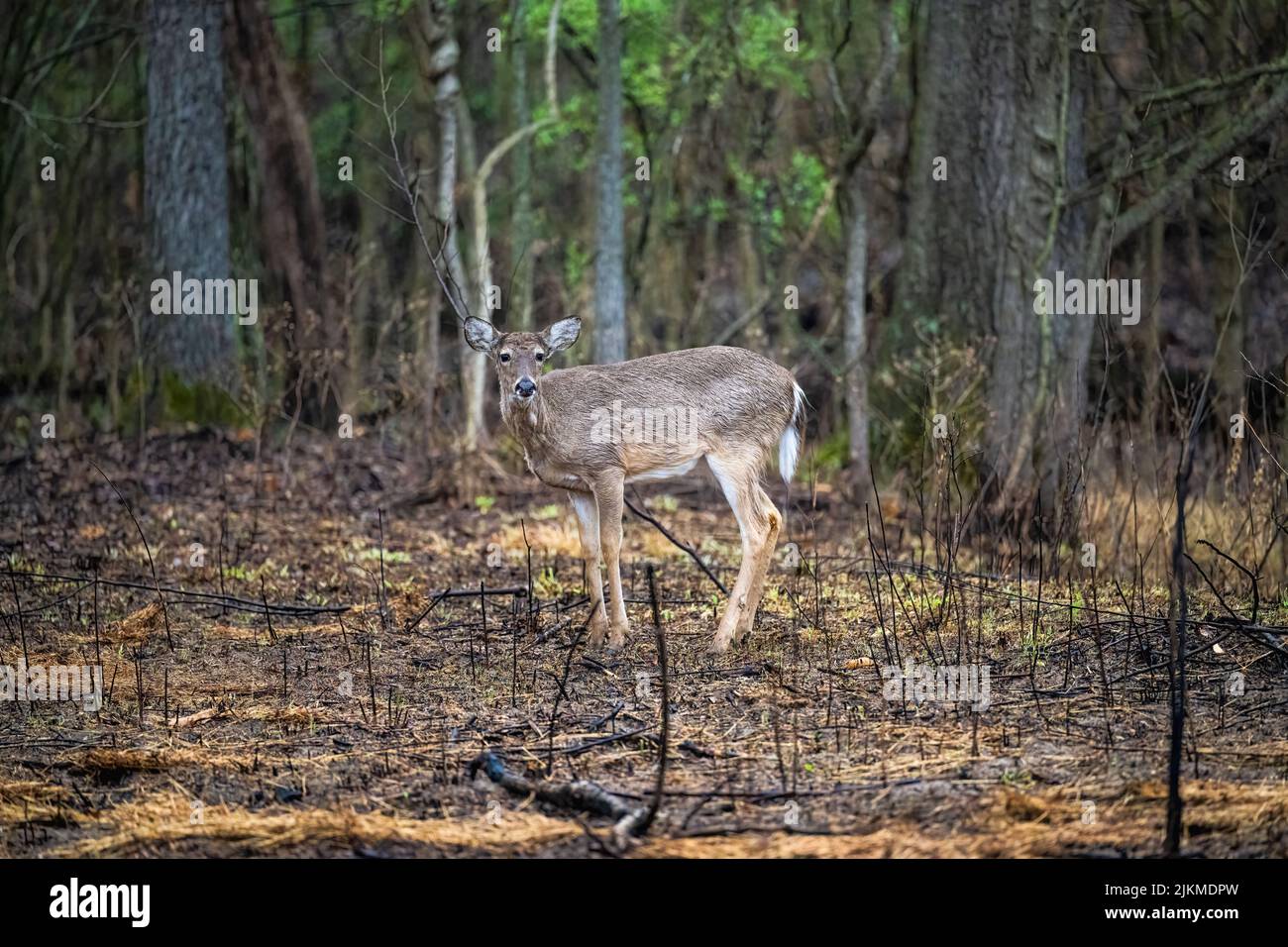 A scenic view of a deer standing in a green forest surrounded by dried ...