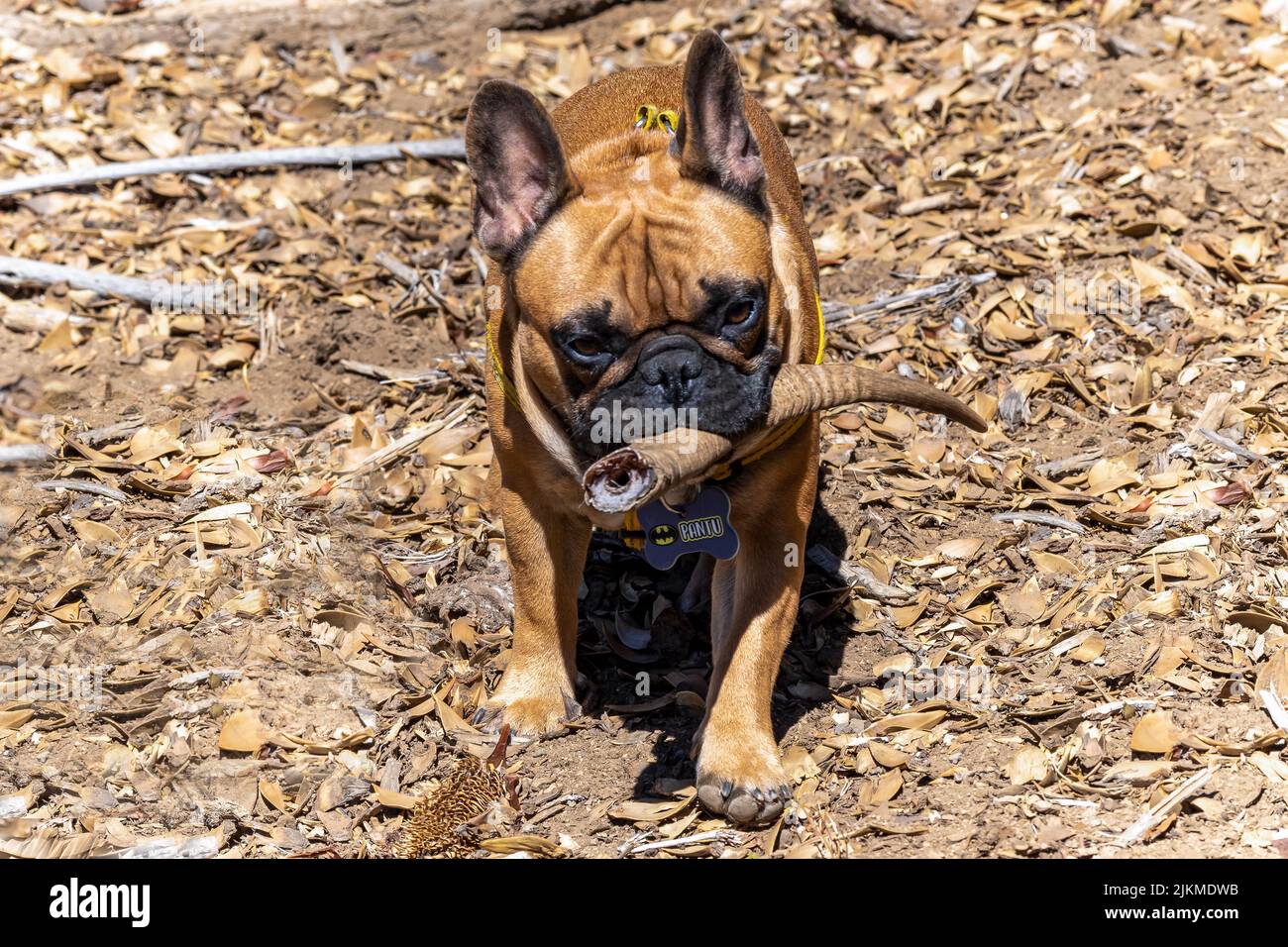Bulldog carrying a stick hi-res stock photography and images - Alamy