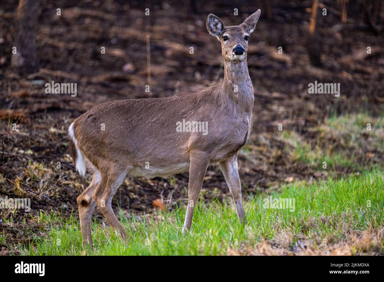 A scenic view of a deer standing in a green forest surrounded by dried ...