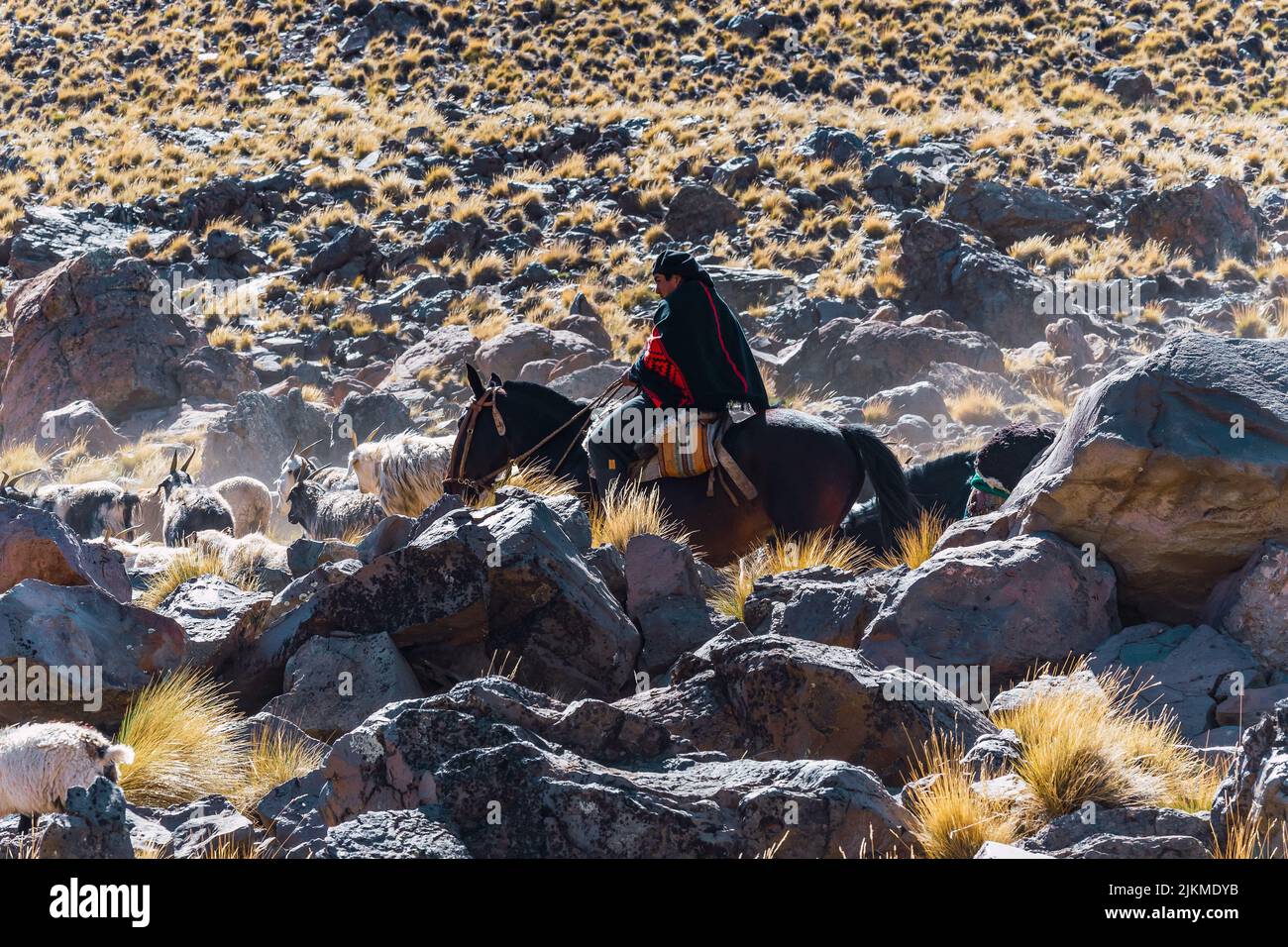A Hispanic gaucho herding animals in the Andes mountain range ...
