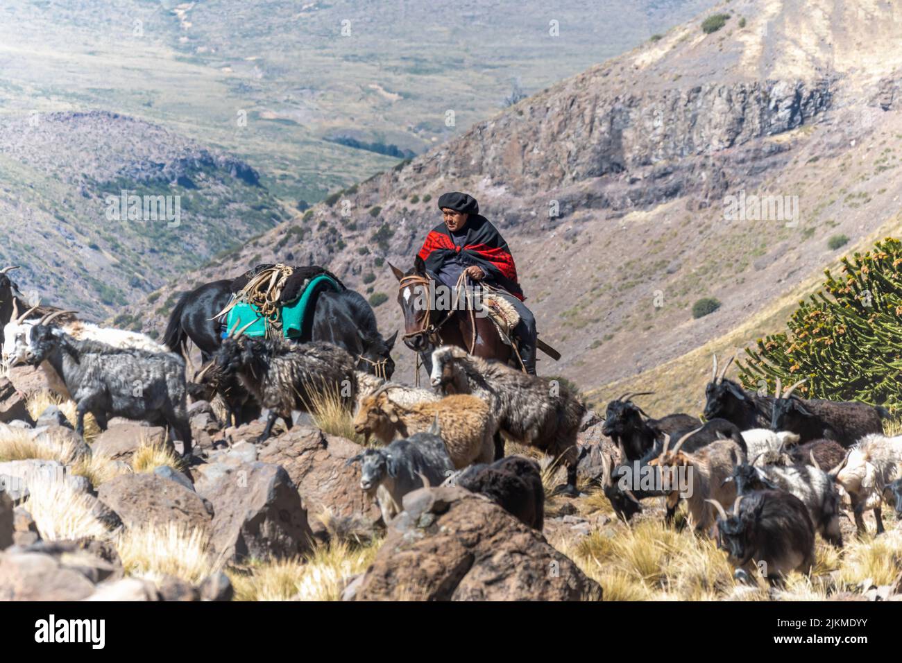 A Hispanic gaucho herding animals in the Andes mountain range ...