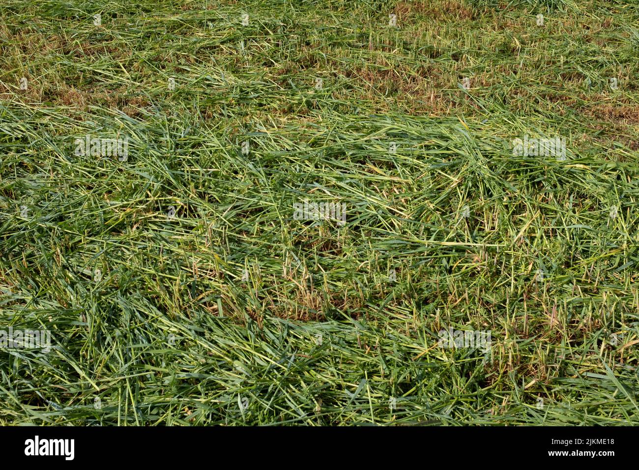 Field of mown green grass, top view. The texture of the mown green ...