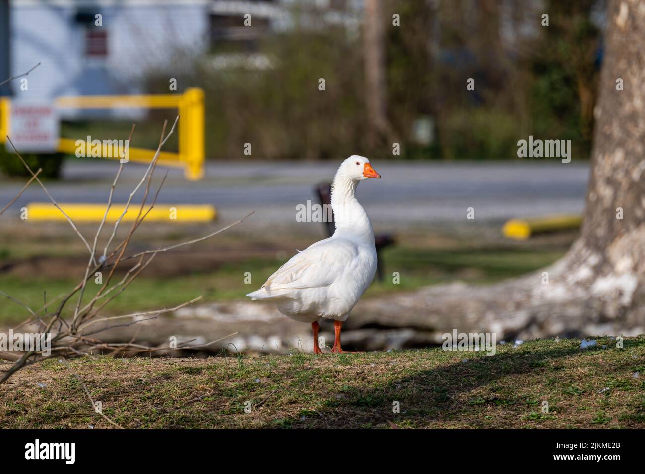 A white goose walking around a park near a road Stock Photo - Alamy