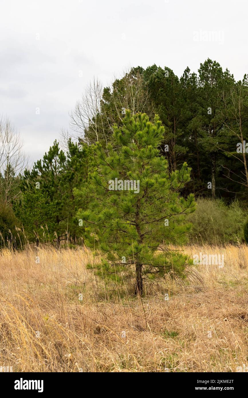 A vertical of a green tree in a field of dried grass against greenery ...