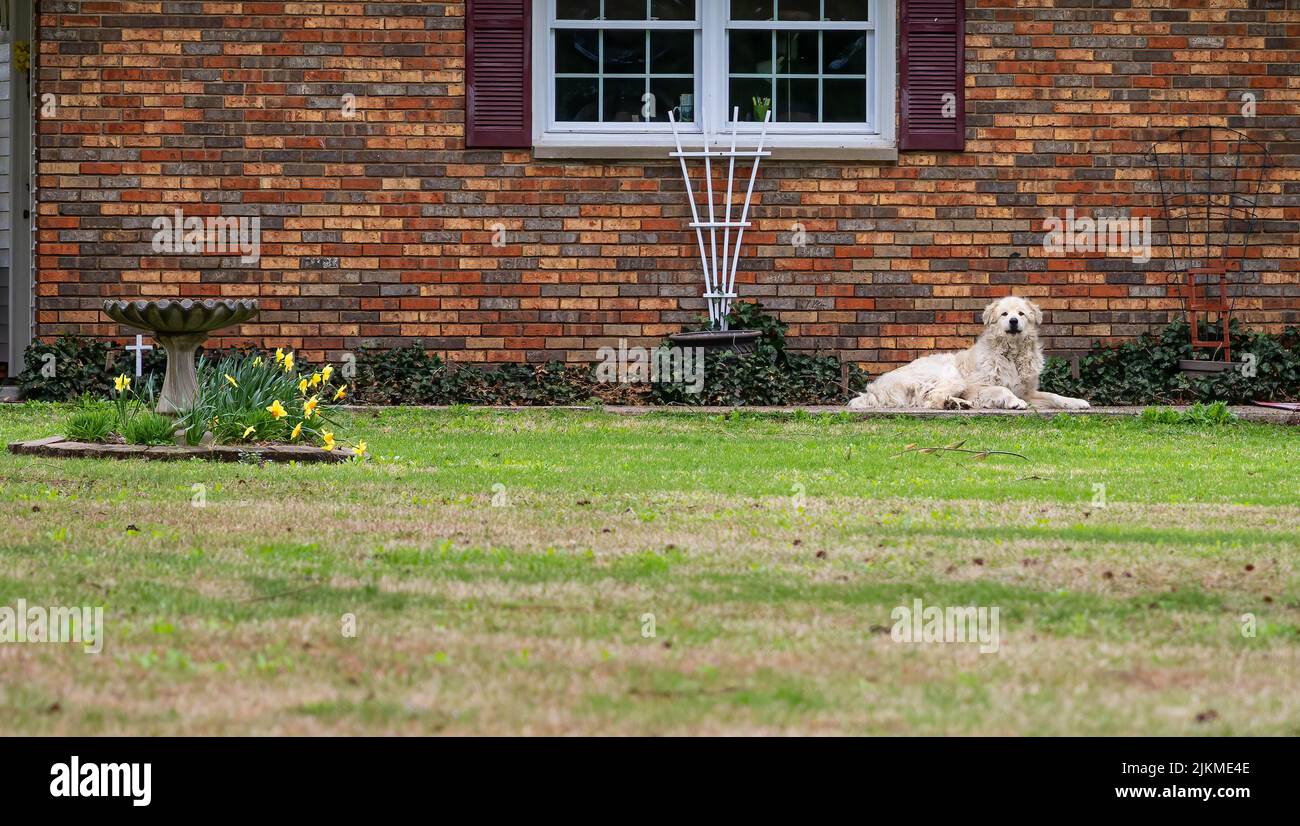 Dog font hi-res stock photography and images - Alamy