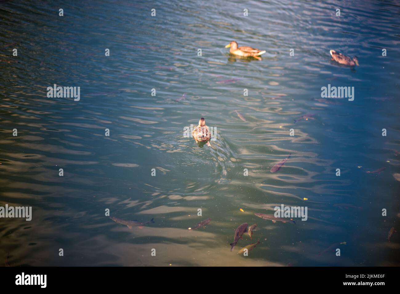 A group of ducks and fish in a pond Stock Photo - Alamy