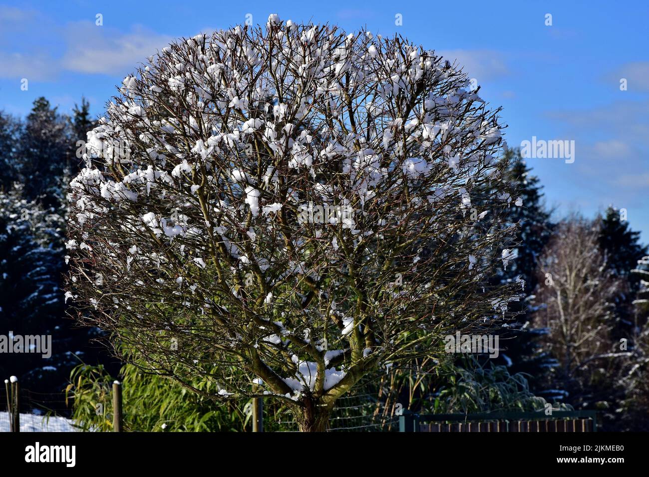 Blue with white patches hi-res stock photography and images - Alamy