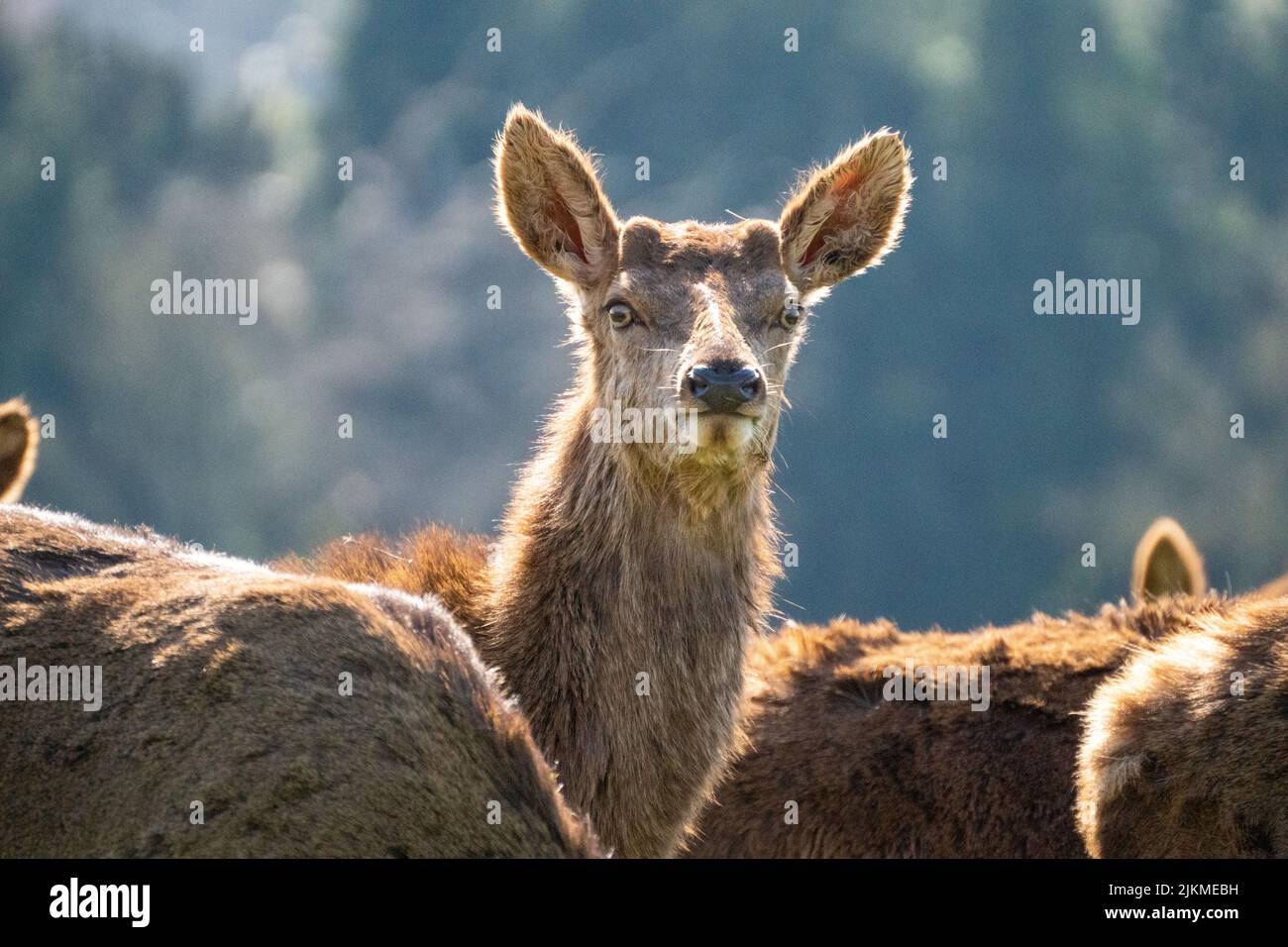 A closeup of a furry deer standing in herd in nature with a blurred ...