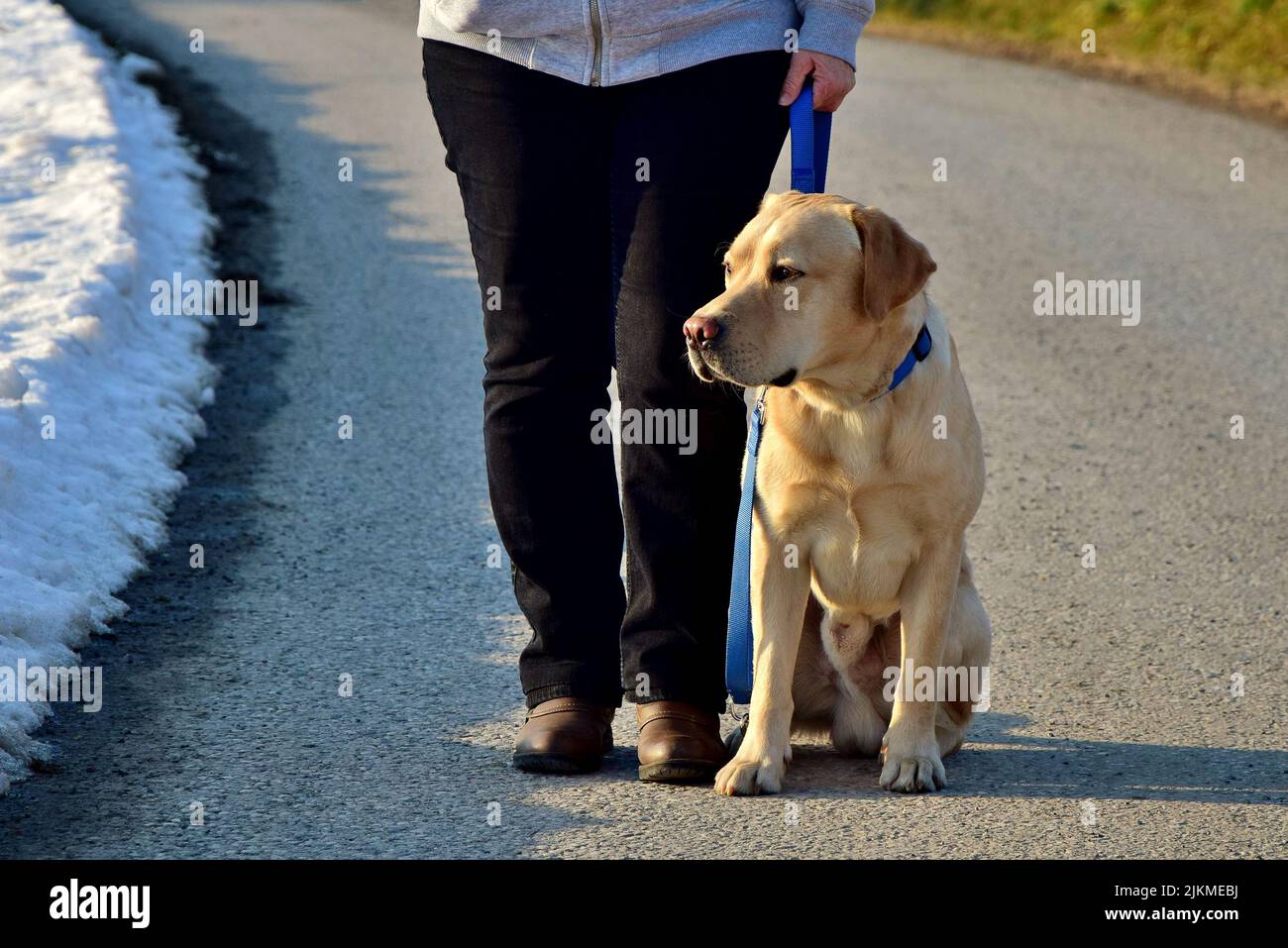 Golden labrador walk hi-res stock photography and images - Alamy