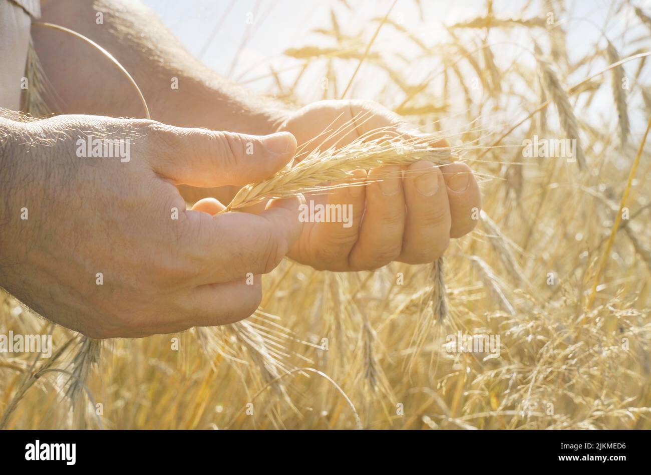 A farmer inspects a field with growing wheat, checks the quality of the ...