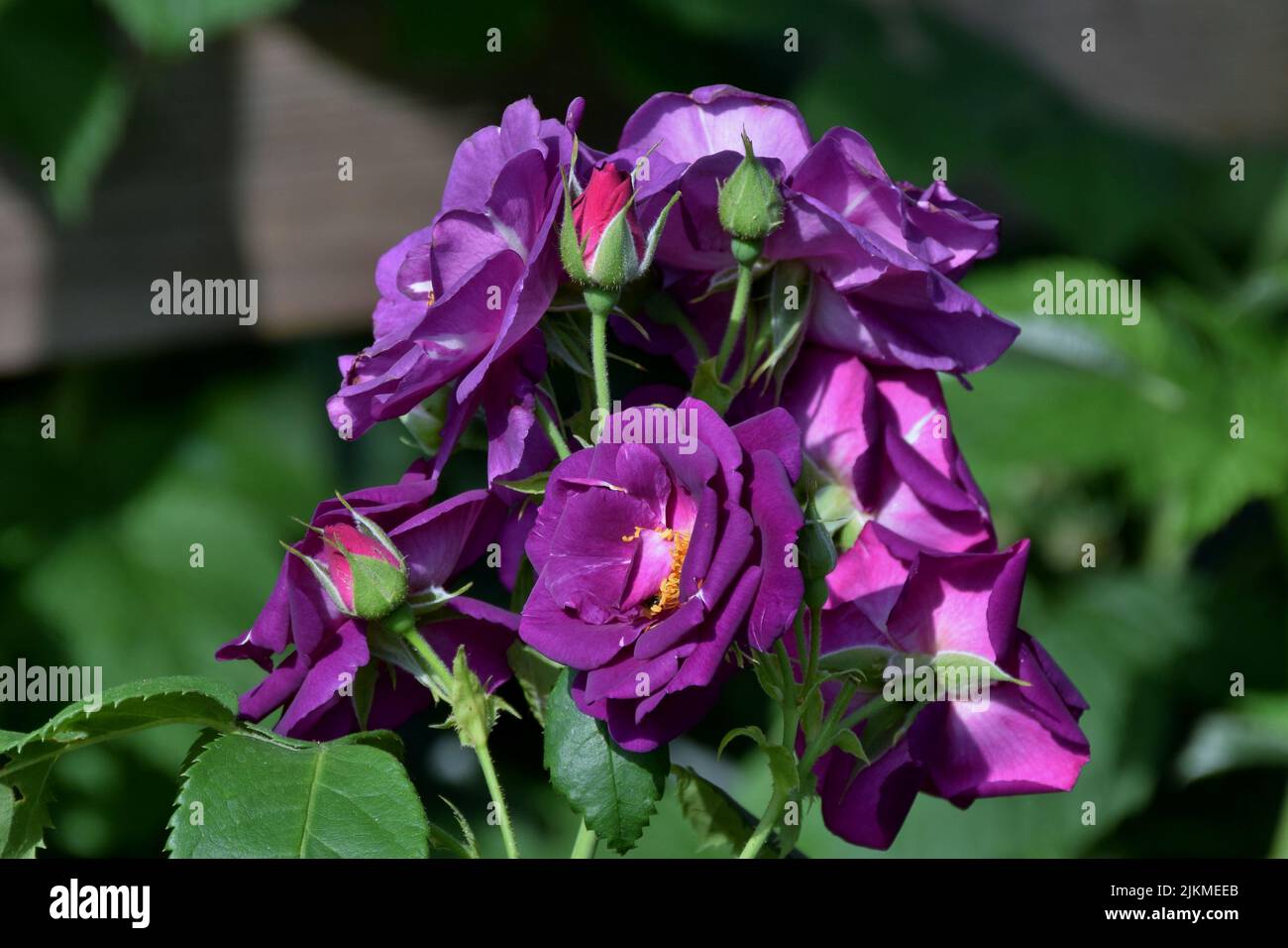 A shallow focus shot of purple Rhapsody in Blue with blurred green ...