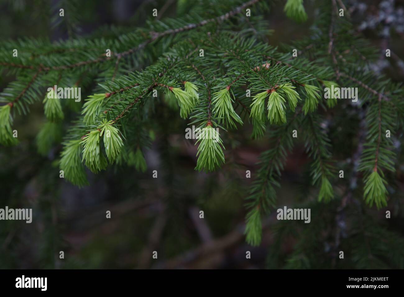 A closeup shot of European spruce tree buds or Picea Abies Stock Photo ...