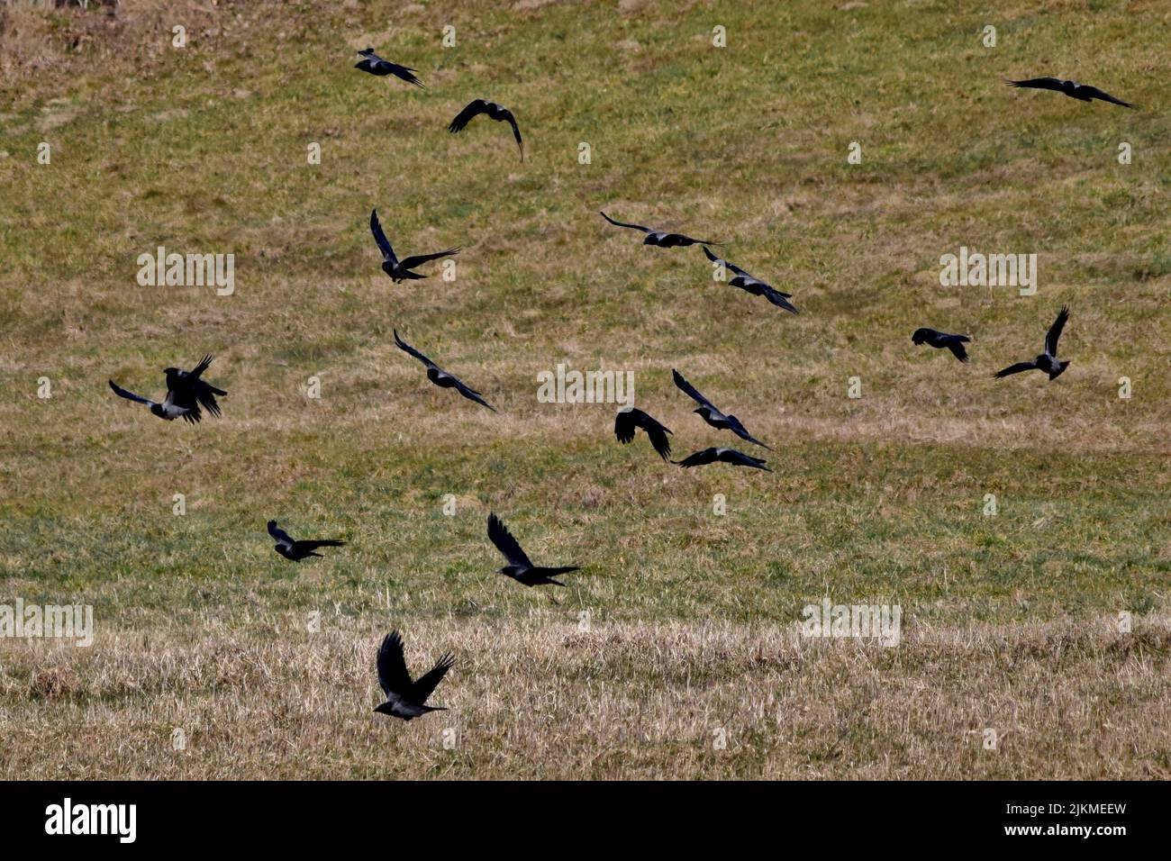 Crows flying hi-res stock photography and images - Alamy