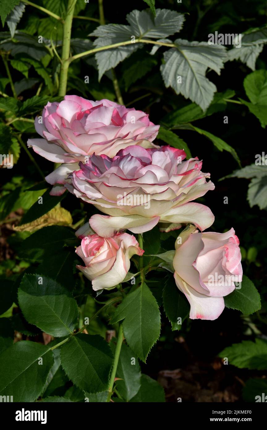 Prince of monaco hi-res stock photography and images - Alamy