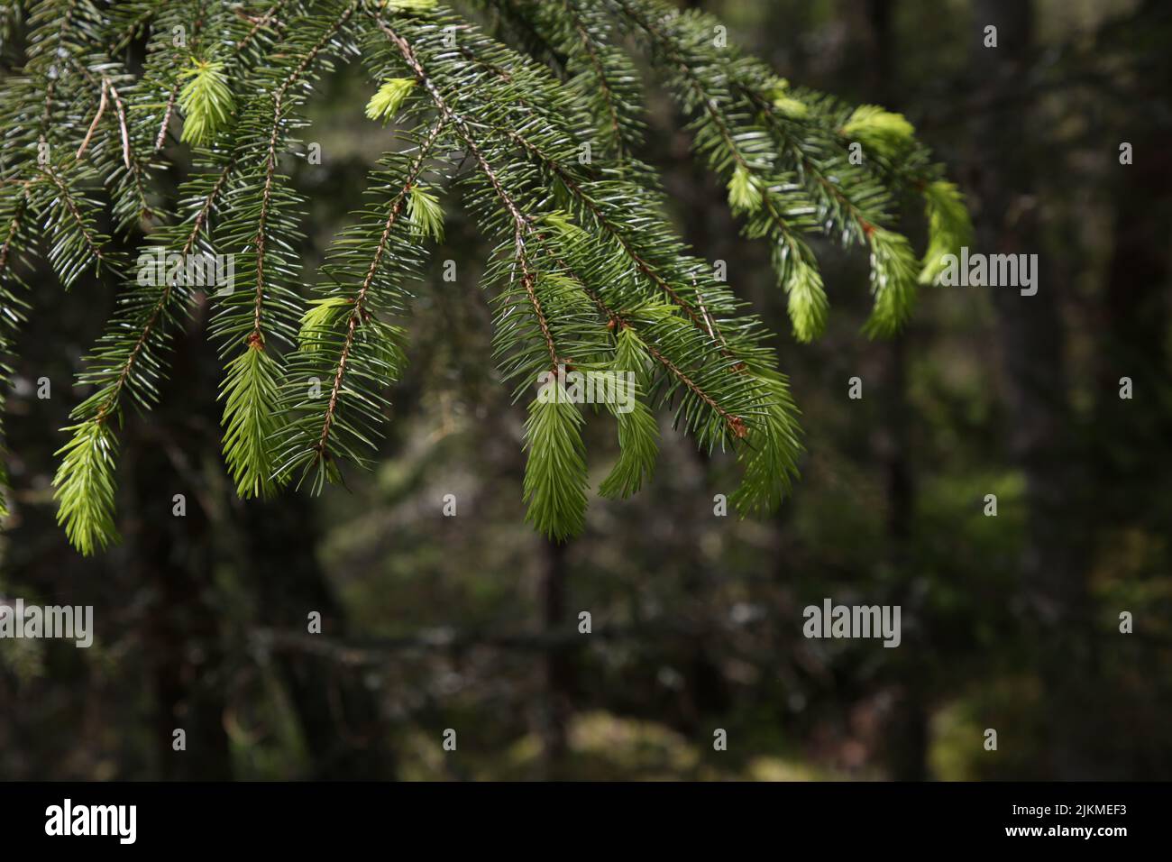 A selective focus shot of European spruce tree buds or Picea Abies ...