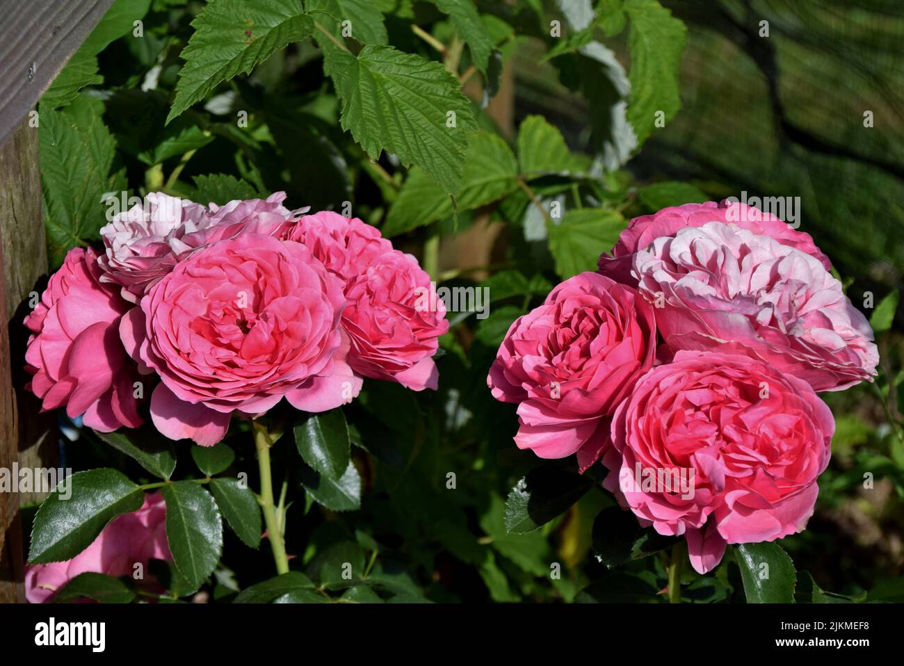 Line renaud hi-res stock photography and images - Alamy