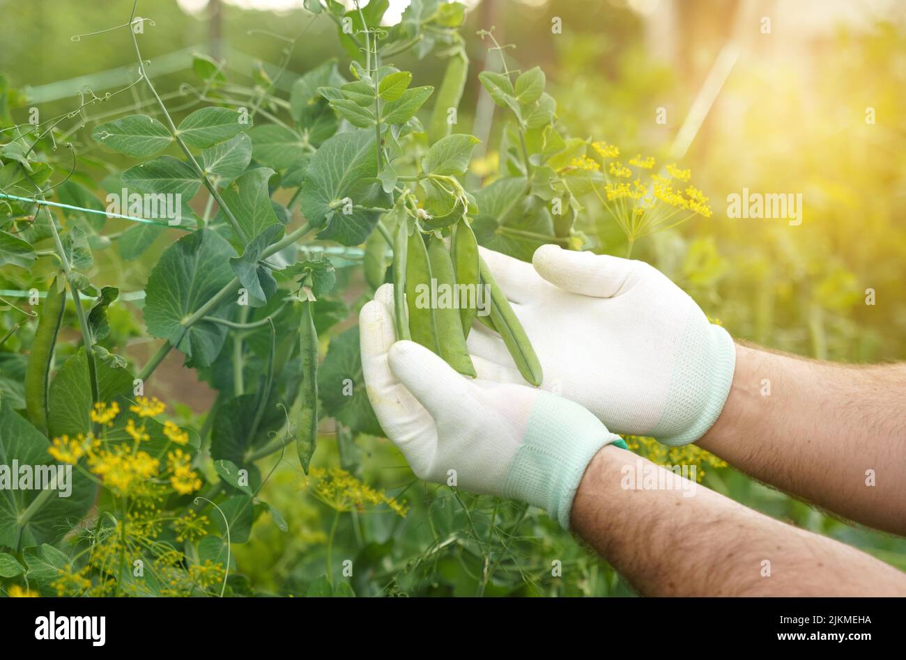 The gardener examines the pods of peas. Farming and gardening Stock ...