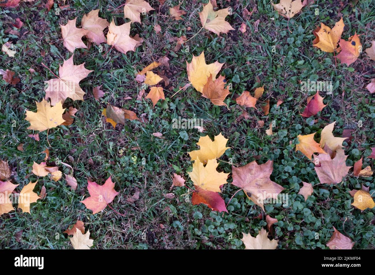 Bright autumn leaves, horizontal photo. Background from fallen leaves ...