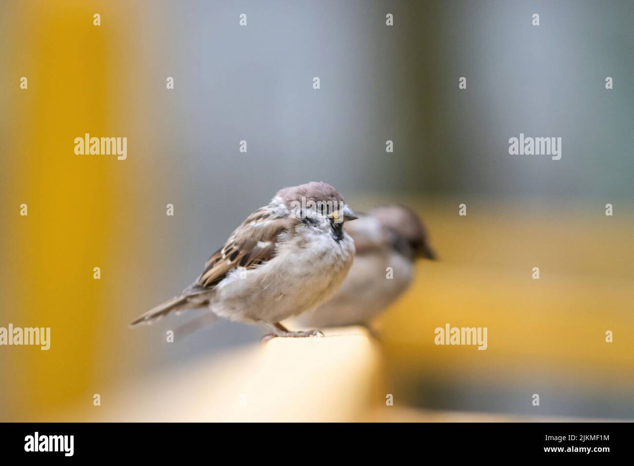 A Shallow focus of a little Eurasian tree sparrow birds with a blurry ...