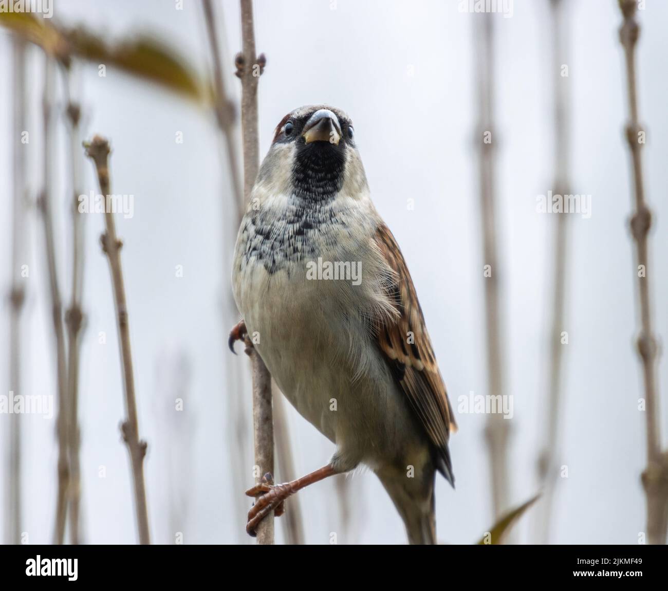 A Shallow focus of a house sparrow bird on a twig with a blurry ...