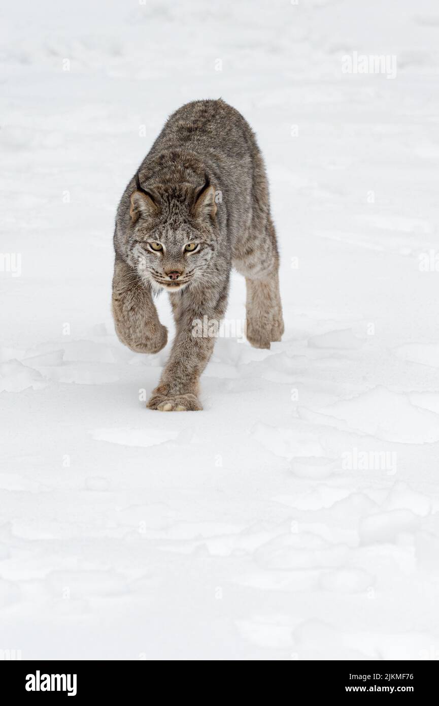 Canadian Lynx (Lynx canadensis) Stalks Forward Right Paw Up Vertical ...