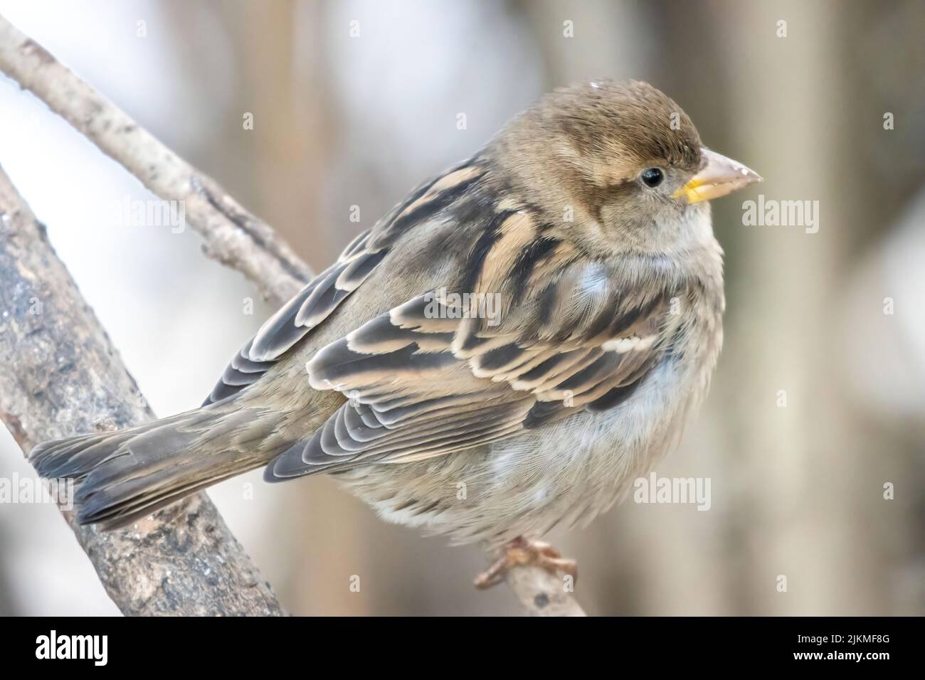 Female tree sparrow hi-res stock photography and images - Alamy