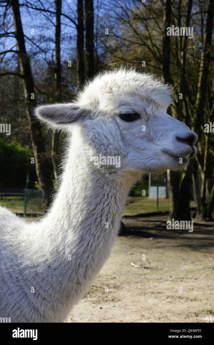 Portrait of beautiful llama hi-res stock photography and images - Alamy
