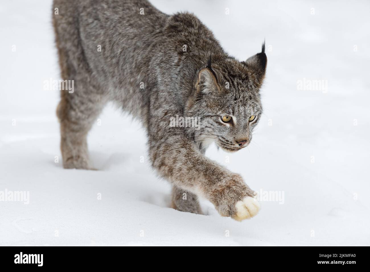 Canadian Lynx (Lynx canadensis) Stalks Forward Right Paw Up Winter ...