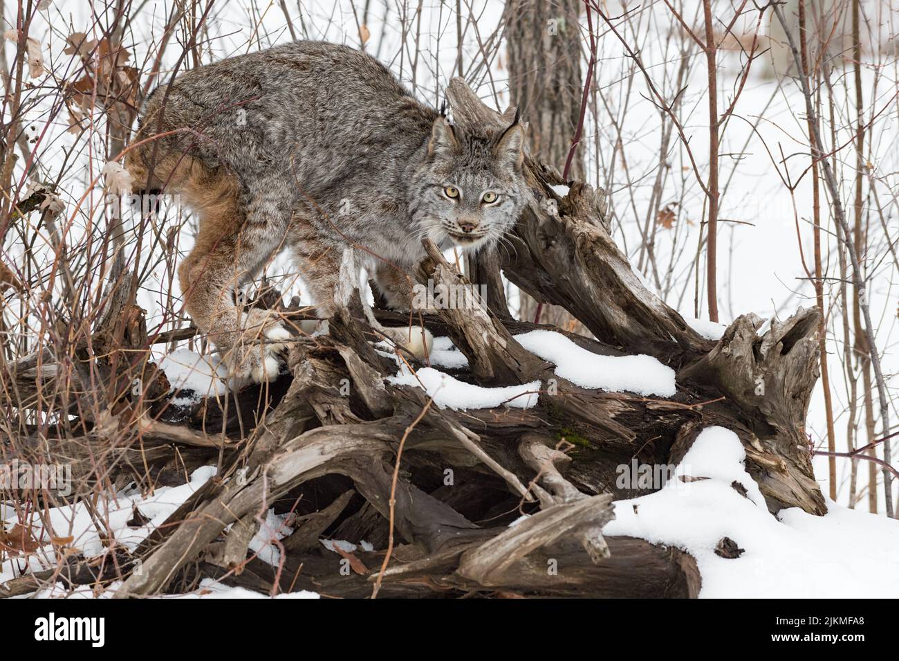 Canadian Lynx (Lynx canadensis) Balances On Root Bundle Looking Out ...