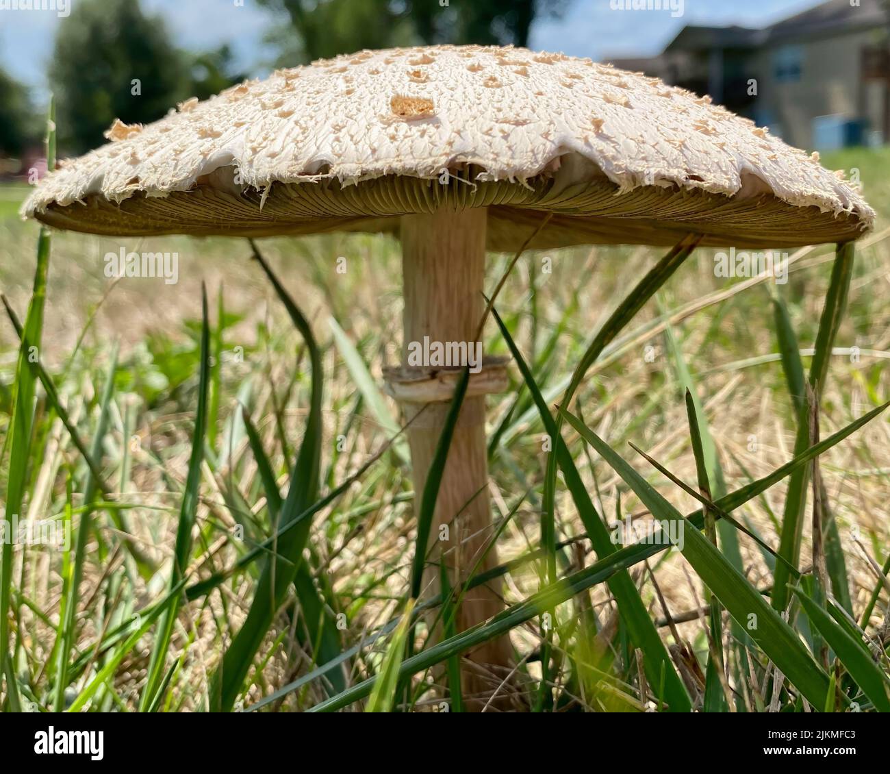Tall fungi hi-res stock photography and images - Alamy
