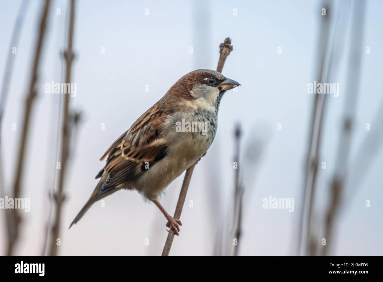 A closeup shot of a cute male house sparrow bird standing on a small ...