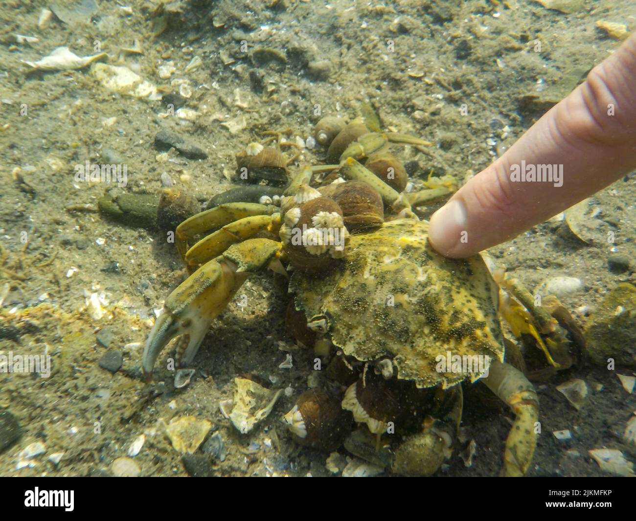 Looking through murky ocean water to a invasive species green crab with ...