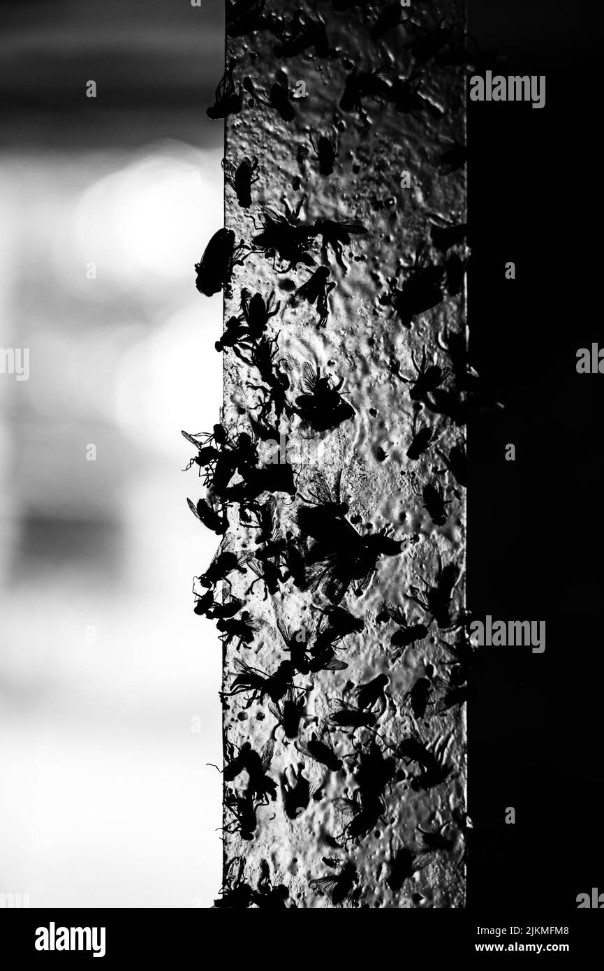 Strip of yellow sticky fly paper covered with insects Stock Photo - Alamy