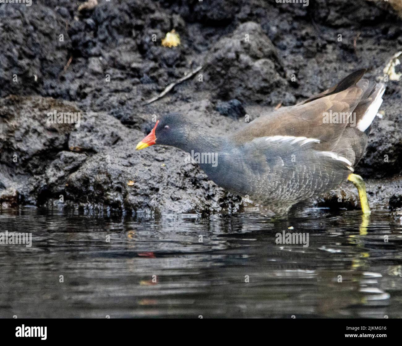 Green footed chicken hi-res stock photography and images - Alamy