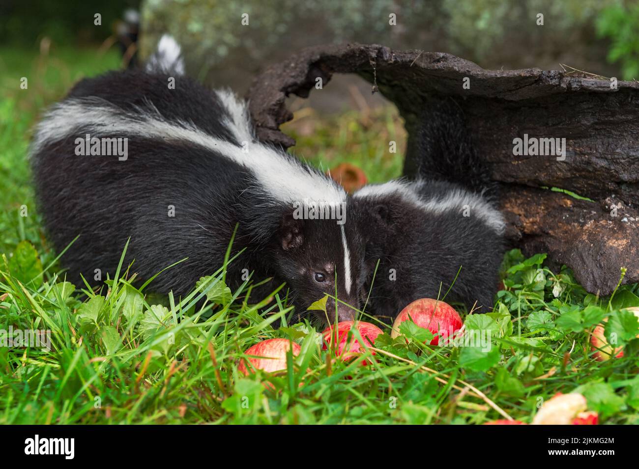 Striped Skunk (Mephitis mephitis) Adult and Kit Come Together to Sniff ...