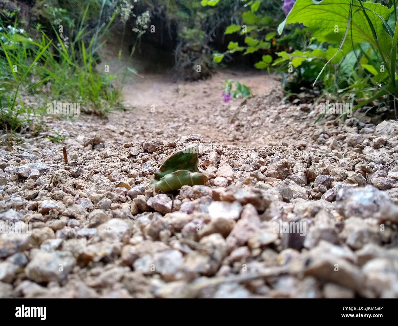 A closeup of a single green leaf fallen on the ground covered with ...