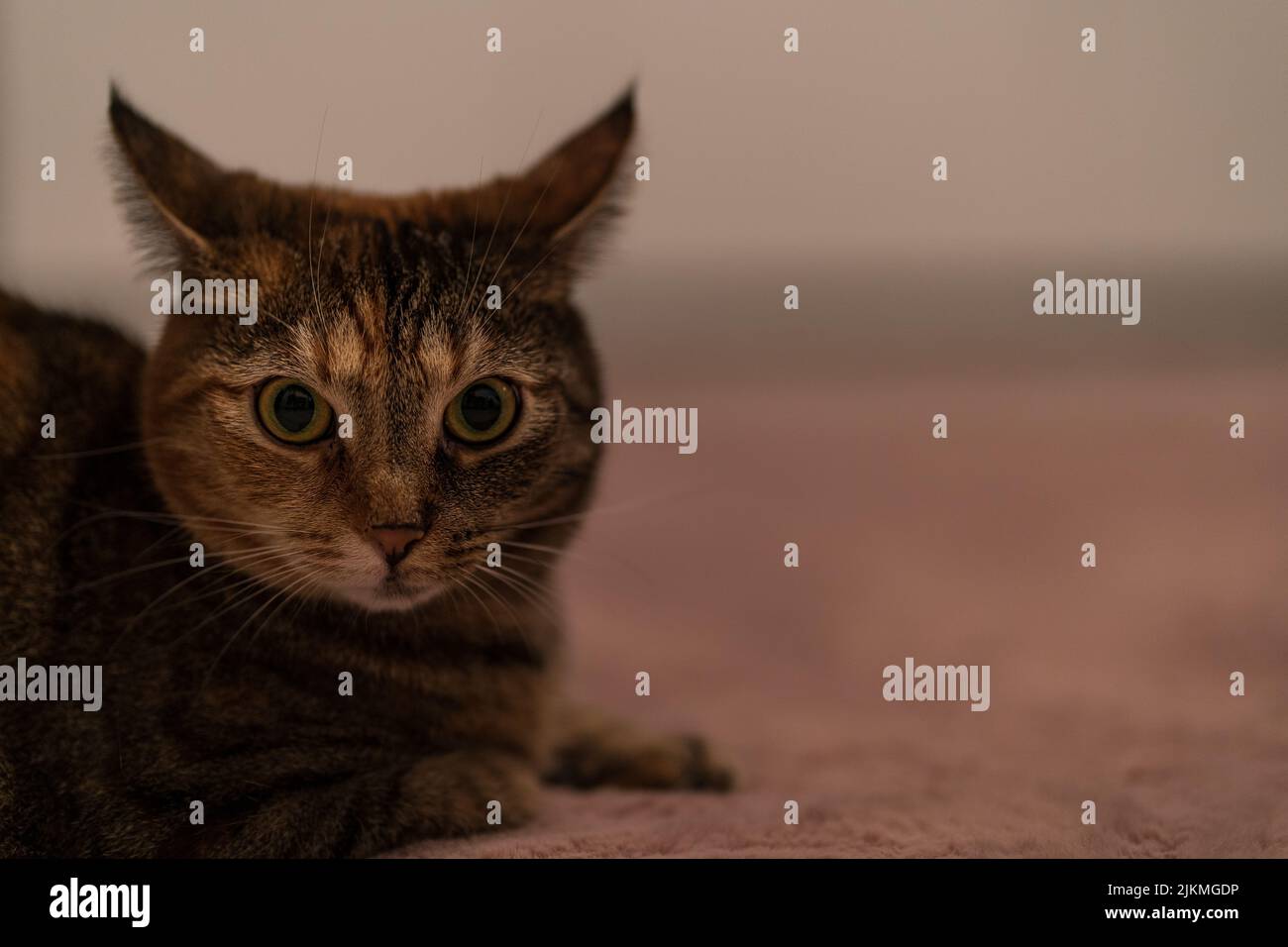 A closeup shot of a never reproach cat sitting on a sandy land with ...
