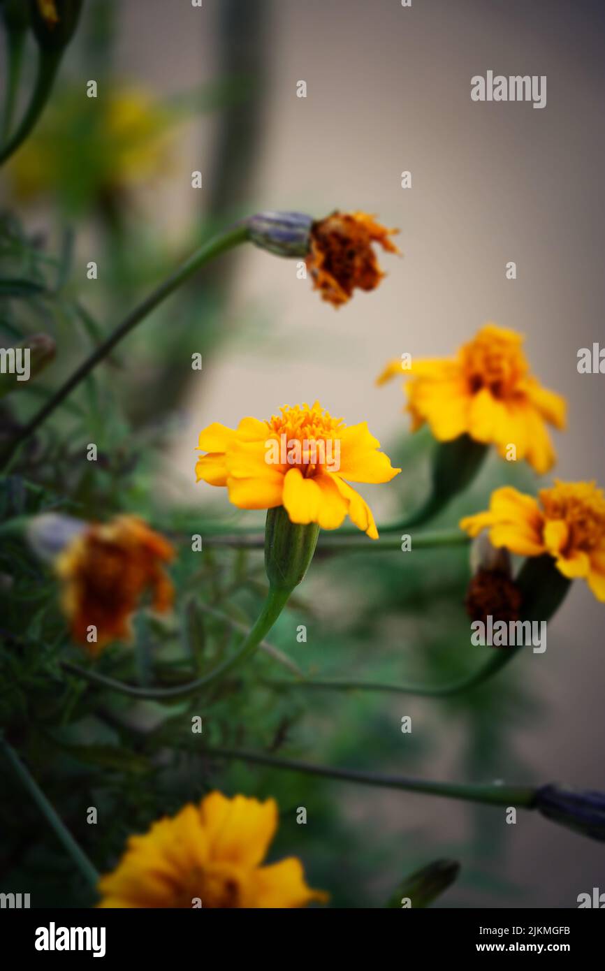 Growing marigolds hi-res stock photography and images - Alamy