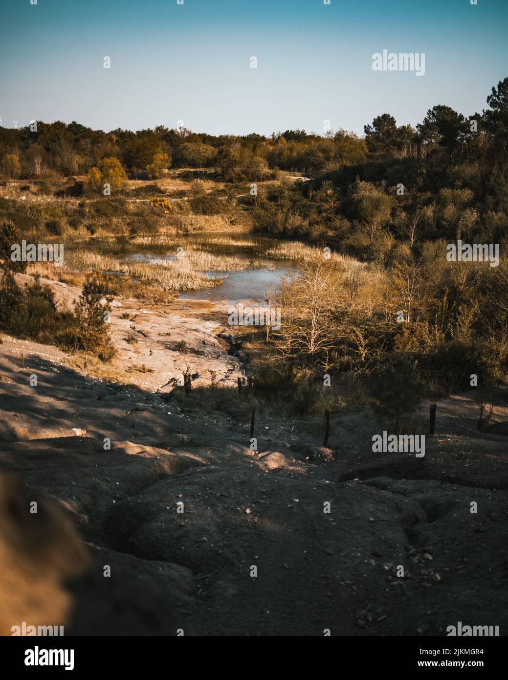 A beautiful landscape view with high green trees and a small wetland in ...